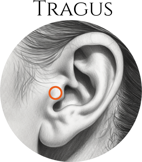 Piercing tragus : Le guide complet – Naald Piercing